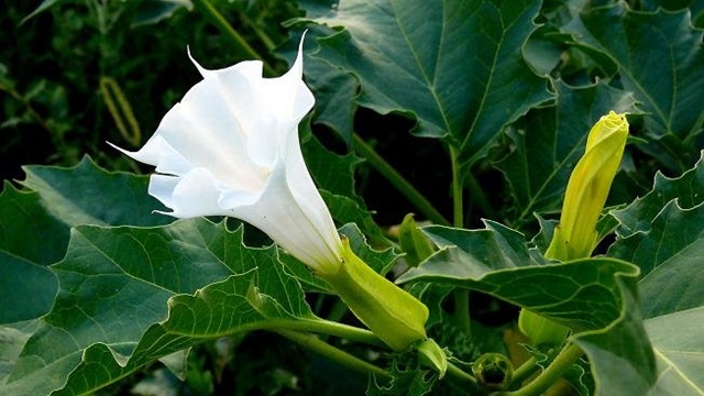 the_c9e31d_466381 | Goddess of Hellfire